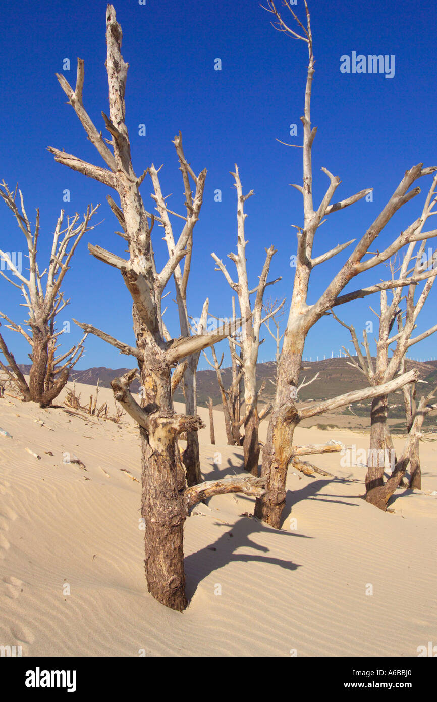 dead trees in sand dune Stock Photo - Alamy