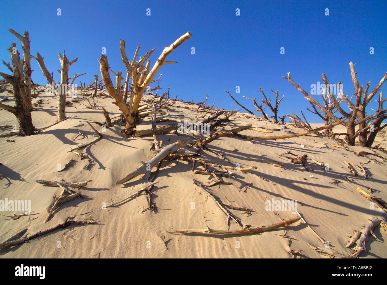dead trees in sand dune Stock Photo - Alamy
