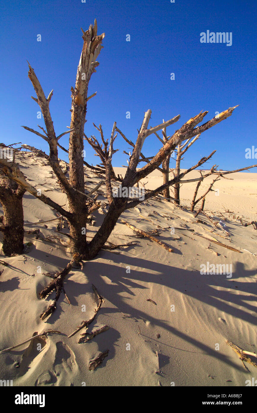 dead trees in sand dune Stock Photo - Alamy