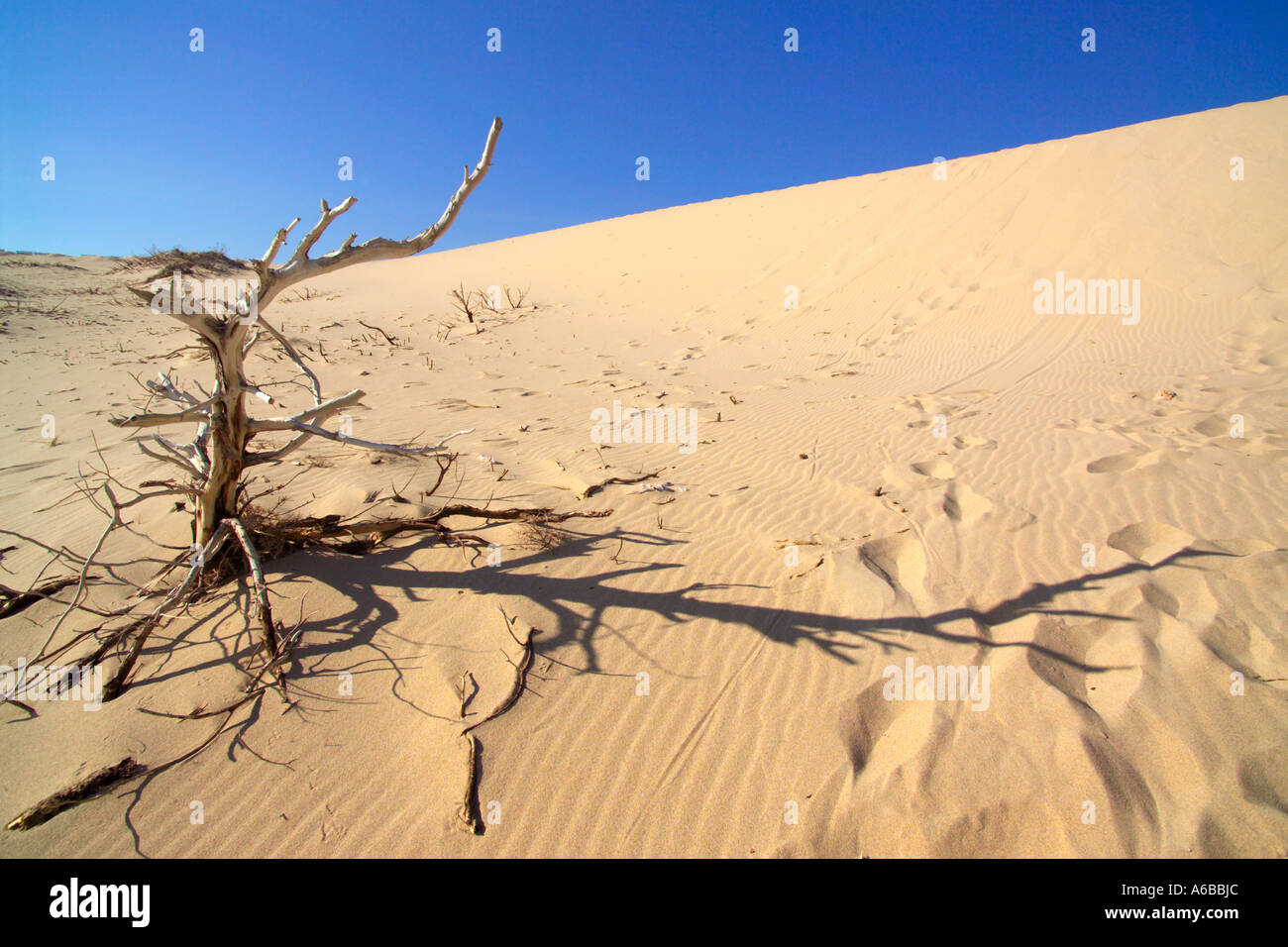 dead trees in sand dune Stock Photo - Alamy