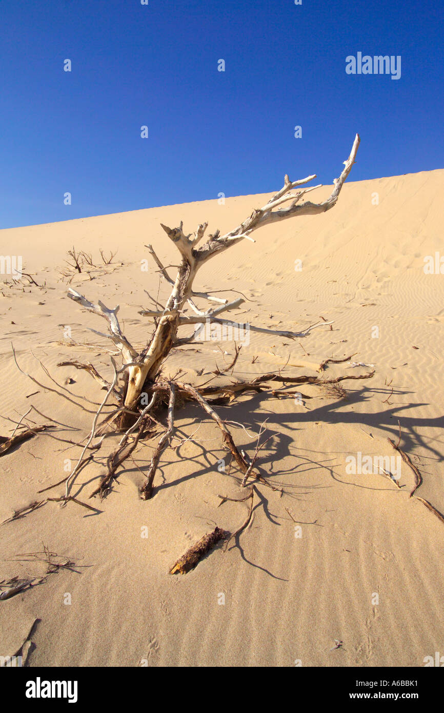 dead trees in sand dune Stock Photo - Alamy