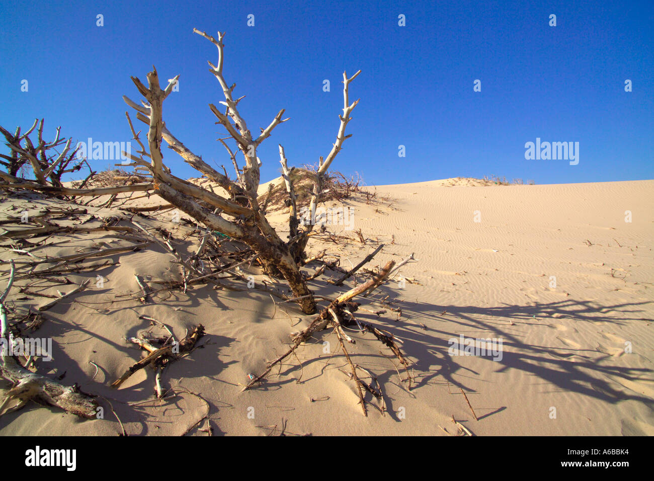 dead trees in sand dune Stock Photo - Alamy
