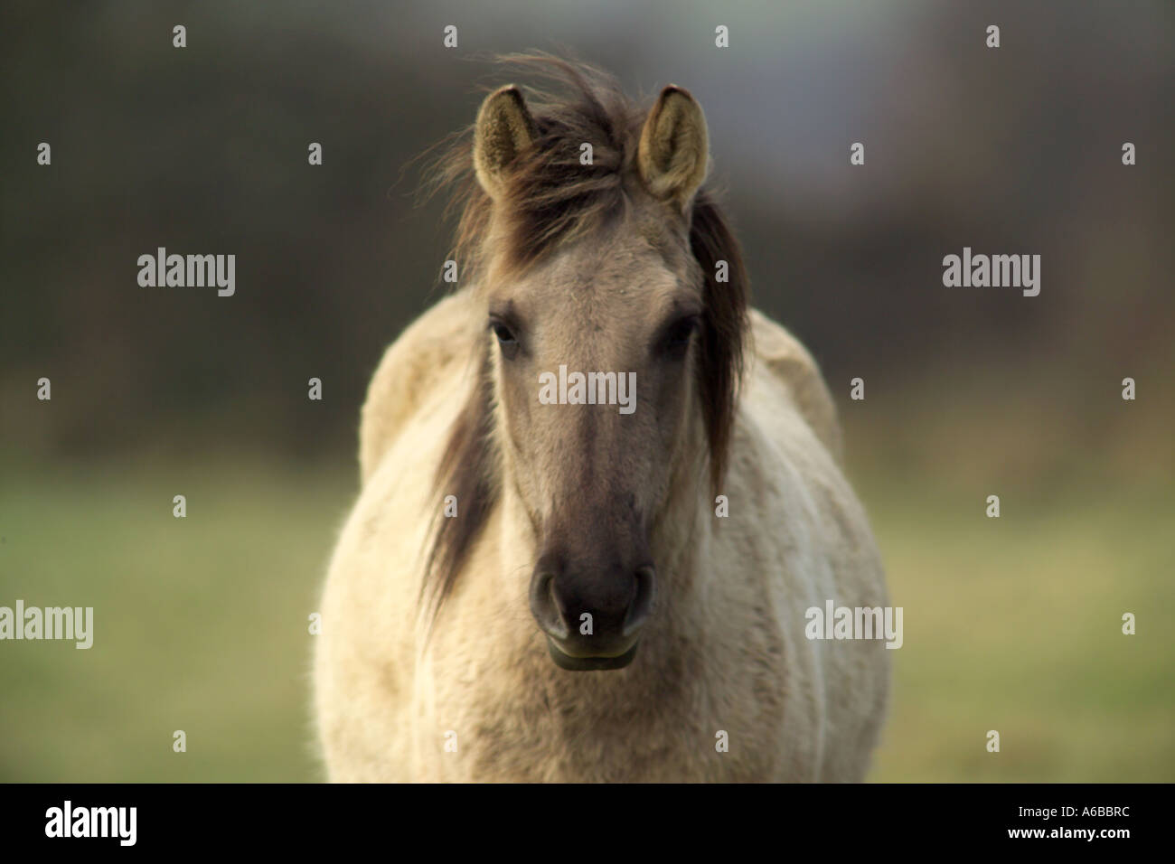 Konik Tarpan horse Stodmarsh National Nature Reserve Kent UK Stock ...