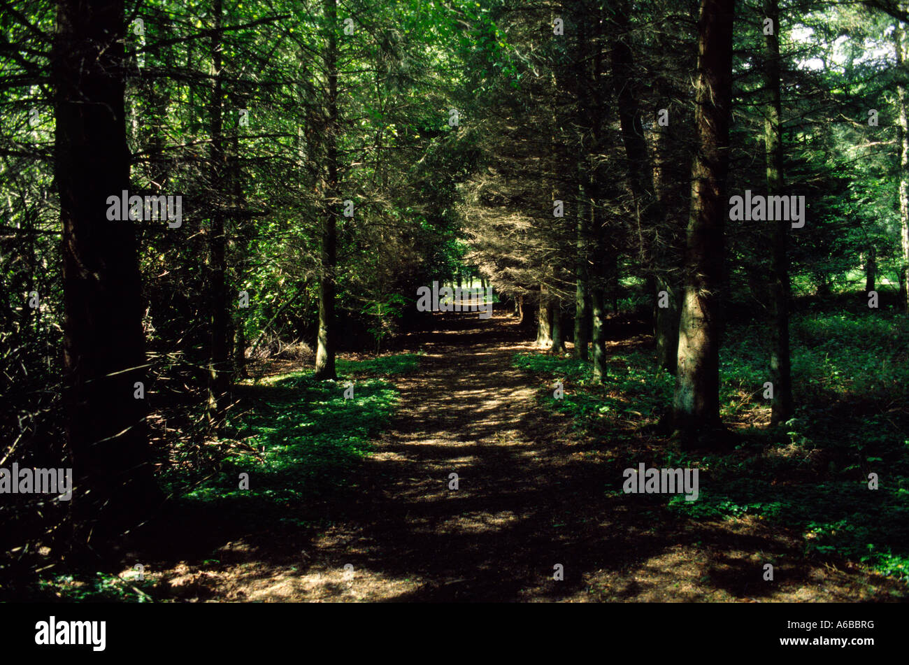 A path leading away with a leafy covered path looking forward to the ...