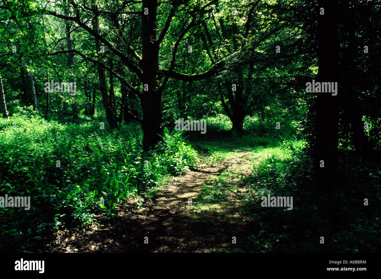 A path leading away with a leafy covered path looking forward to the ...
