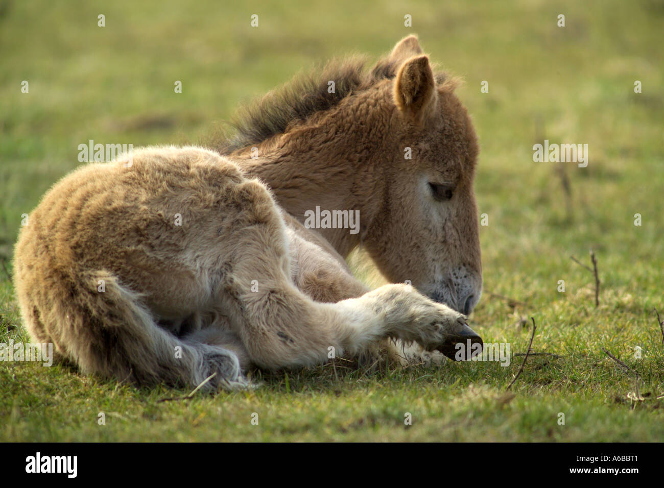 Konik Tarpan horse Stodmarsh National Nature Reserve Kent UK Stock ...