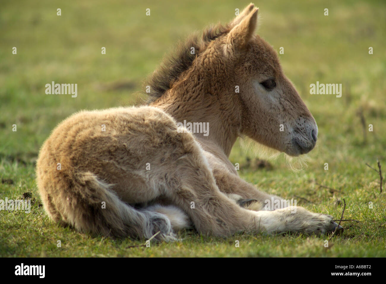 Konik Tarpan horse new born foal Stodmarsh National Nature Reserve Kent ...