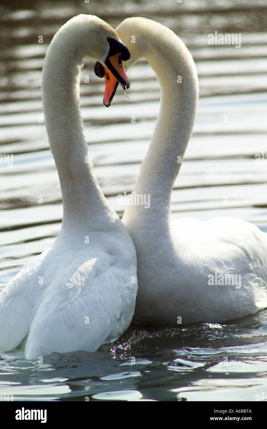 pair of swans on the stodmarsh nature reserve kent making a heart shape ...