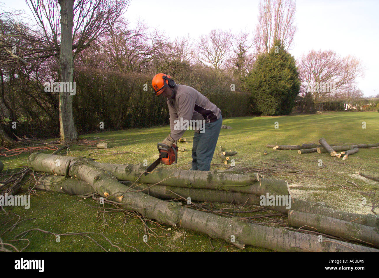 Whitstable tree surgeon using chain saw to cut trees in chestfield ...