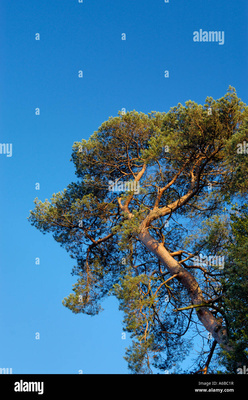 Blue skies tall trees orange hi-res stock photography and images - Alamy