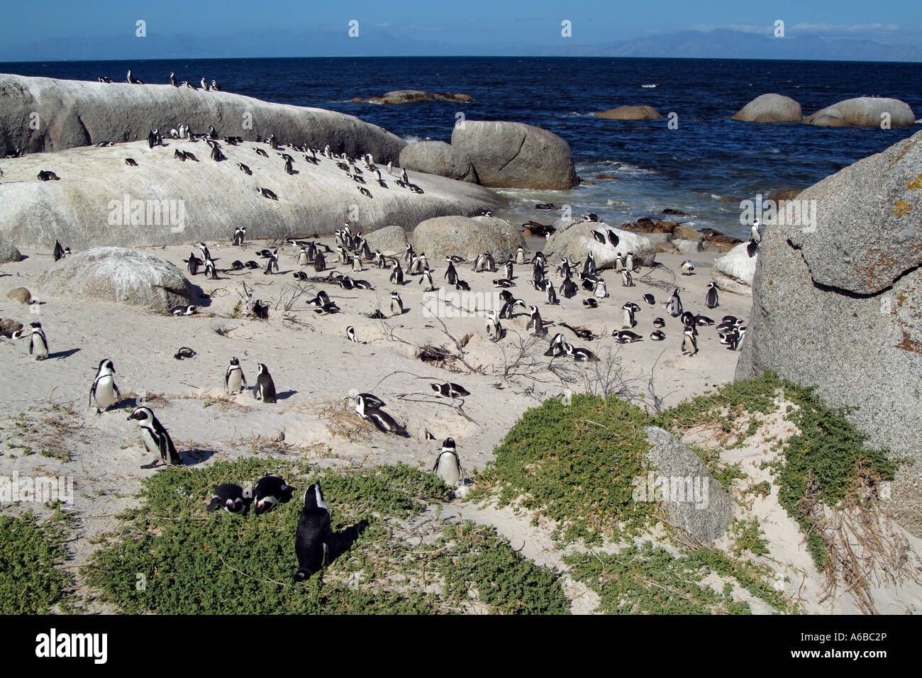 Jackass African Penguins. Boulders Beach in the western cape South ...
