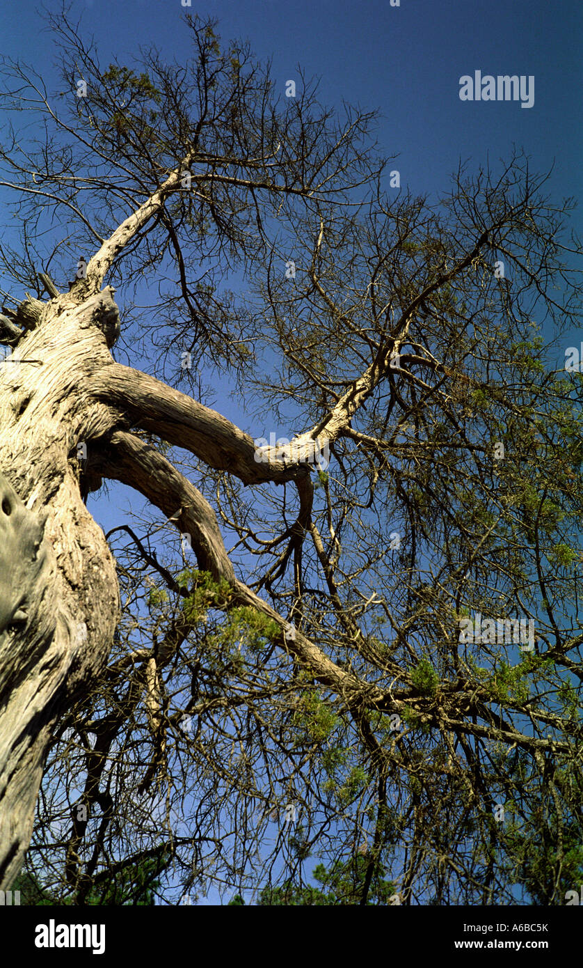 Cripple tree hi-res stock photography and images - Alamy