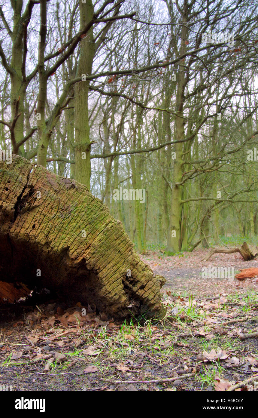 Log rot hi-res stock photography and images - Alamy