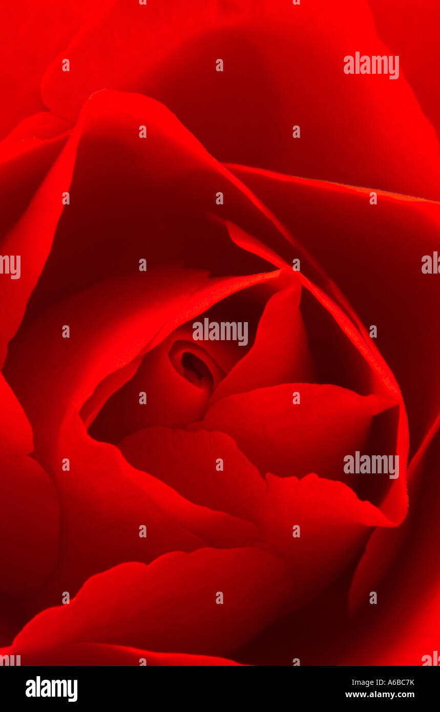 rose raw 1 Stock Photo - Alamy