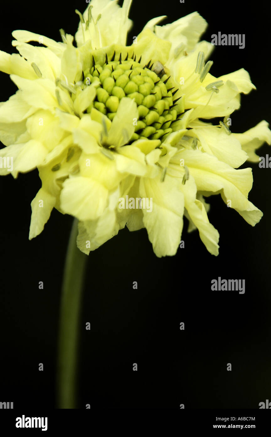 Pale yellow scabiosa hi-res stock photography and images - Alamy