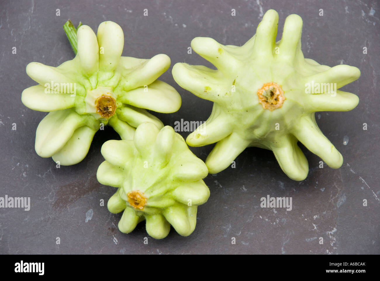 Yugoslavian finger fruit Cucurbita pepo Stock Photo - Alamy