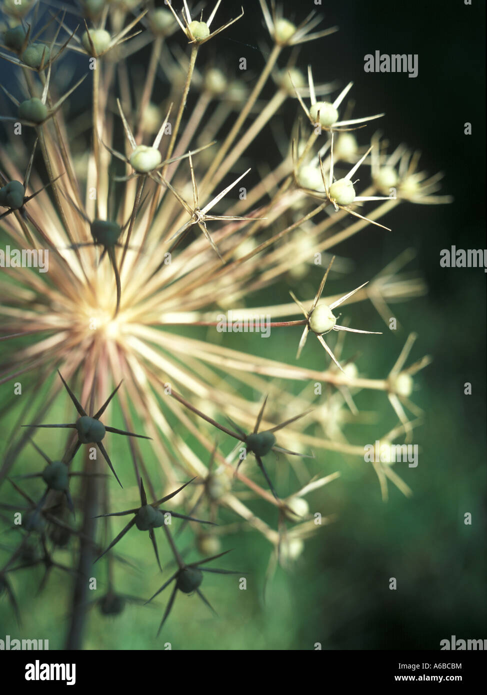 Garden angelica plant hi-res stock photography and images - Alamy