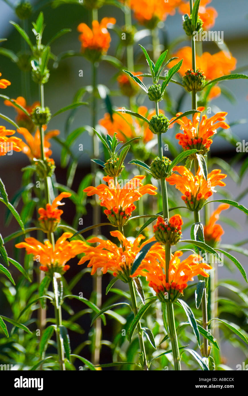 Leonotis leonorus hi-res stock photography and images - Alamy