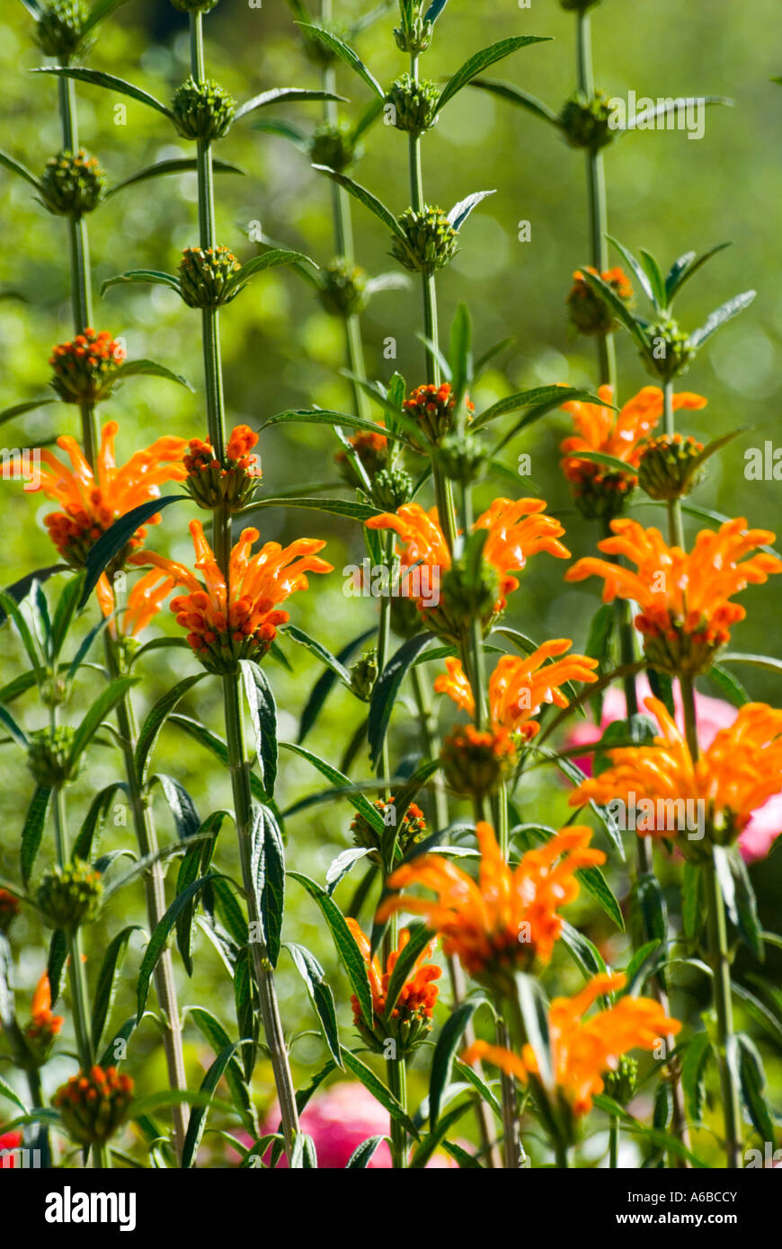 The orange flowers of the South African grassland shrub, Leonotis ...