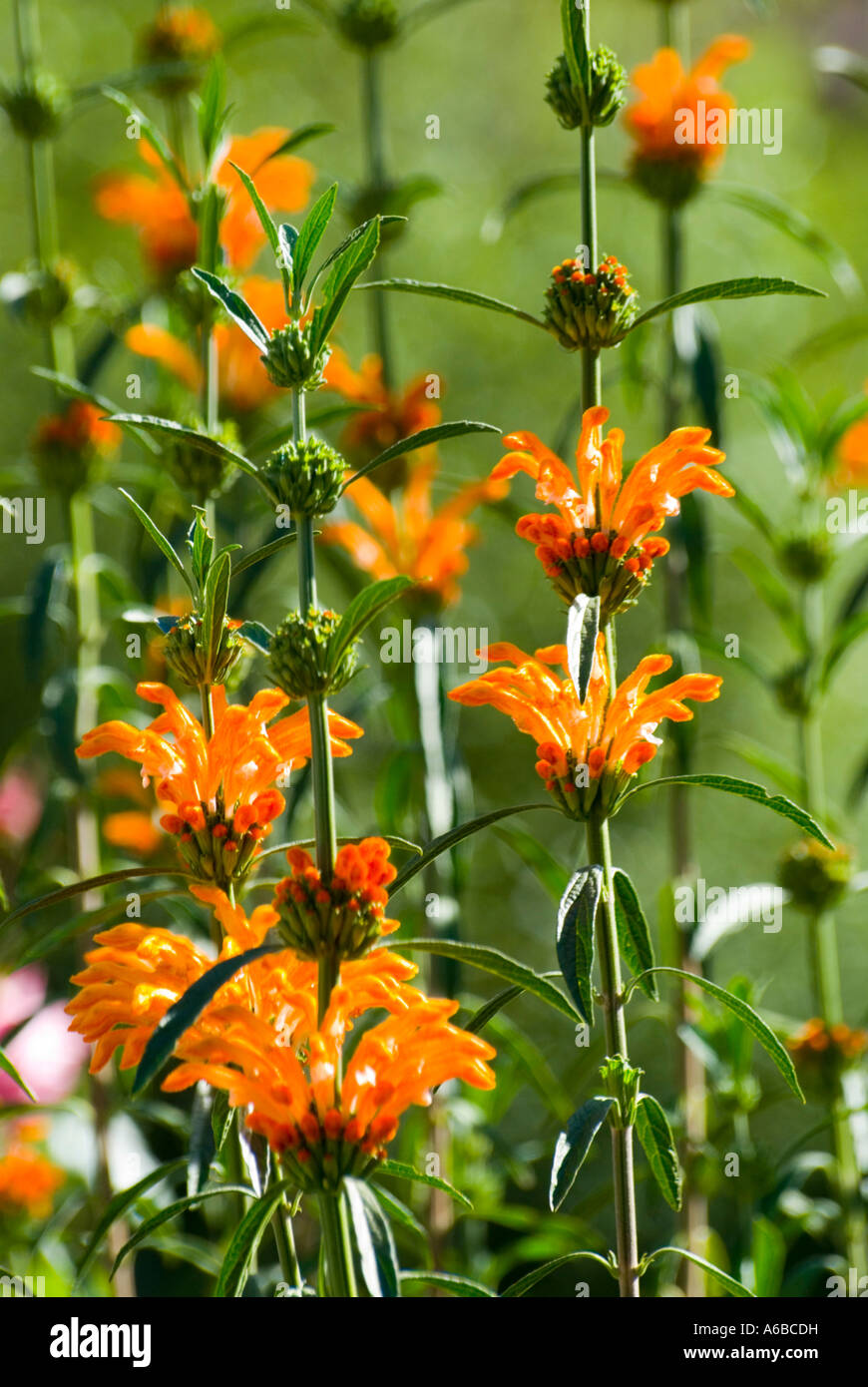 Leonotis leonorus hi-res stock photography and images - Alamy