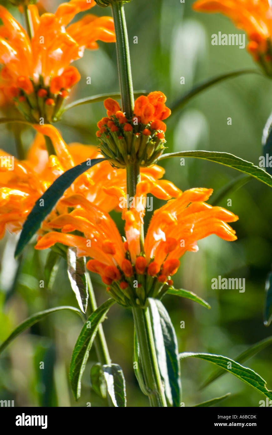 Leonotis leonorus hi-res stock photography and images - Alamy