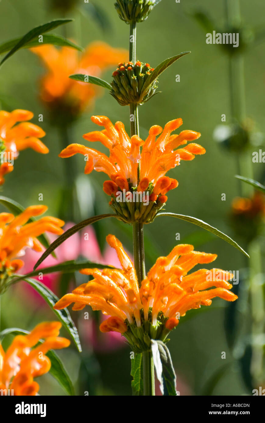 Leonotis leonorus hi-res stock photography and images - Alamy