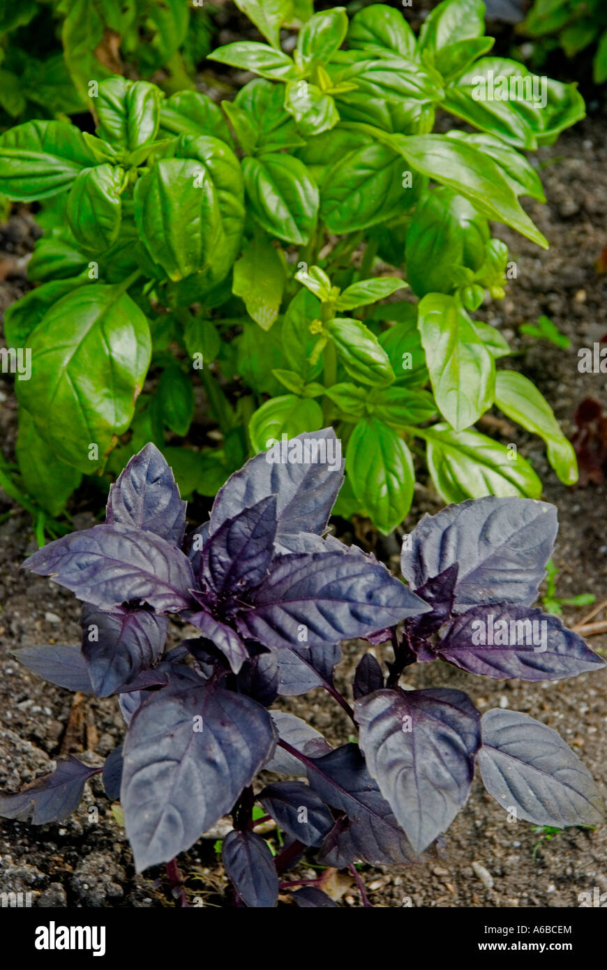 Two types of basil plant Stock Photo - Alamy