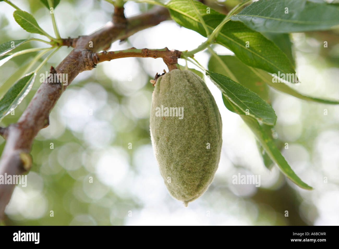 Ripe almonds hanging on tree Stock Photo - Alamy