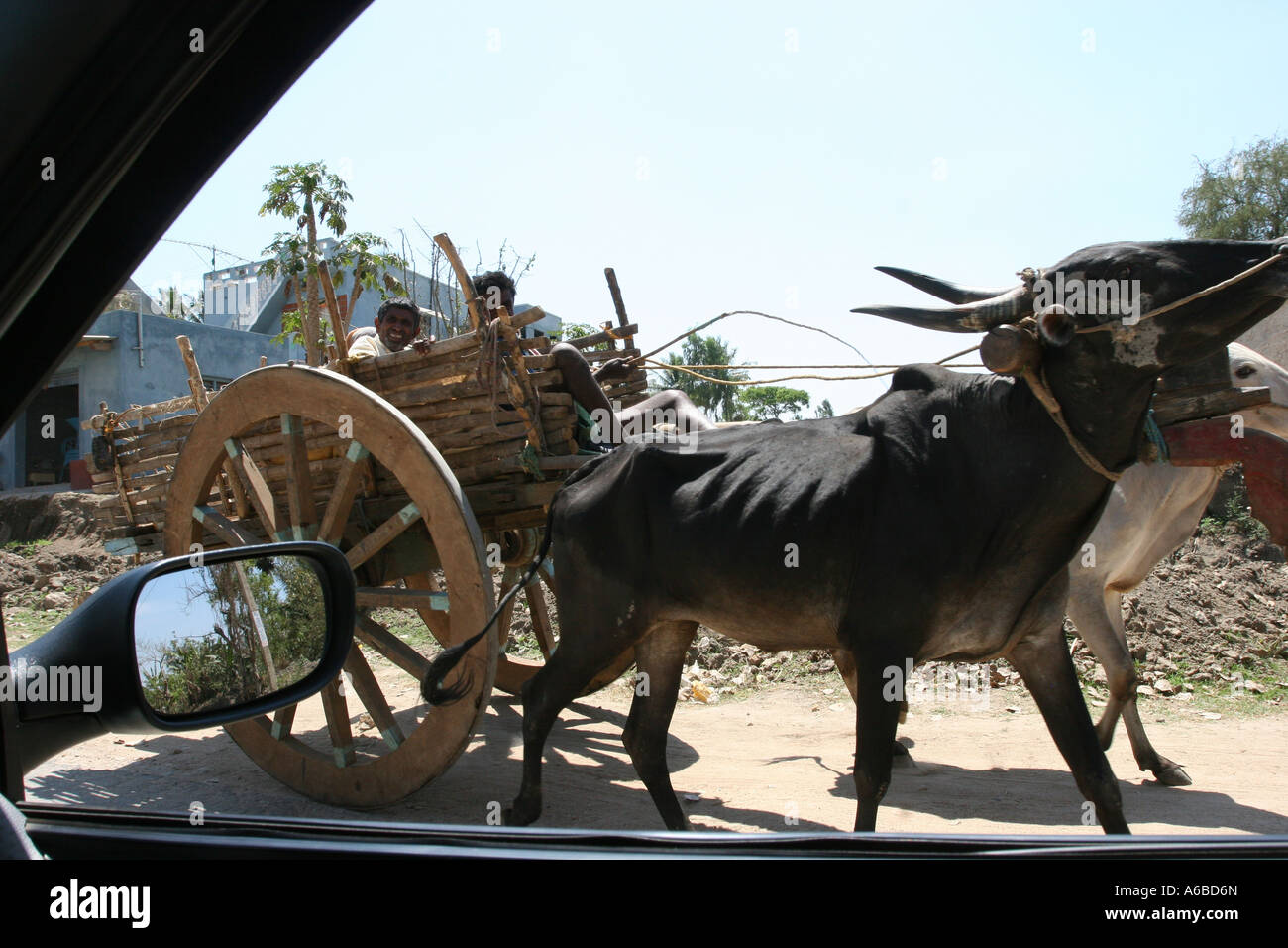 Bullock cartwheel hi-res stock photography and images - Alamy