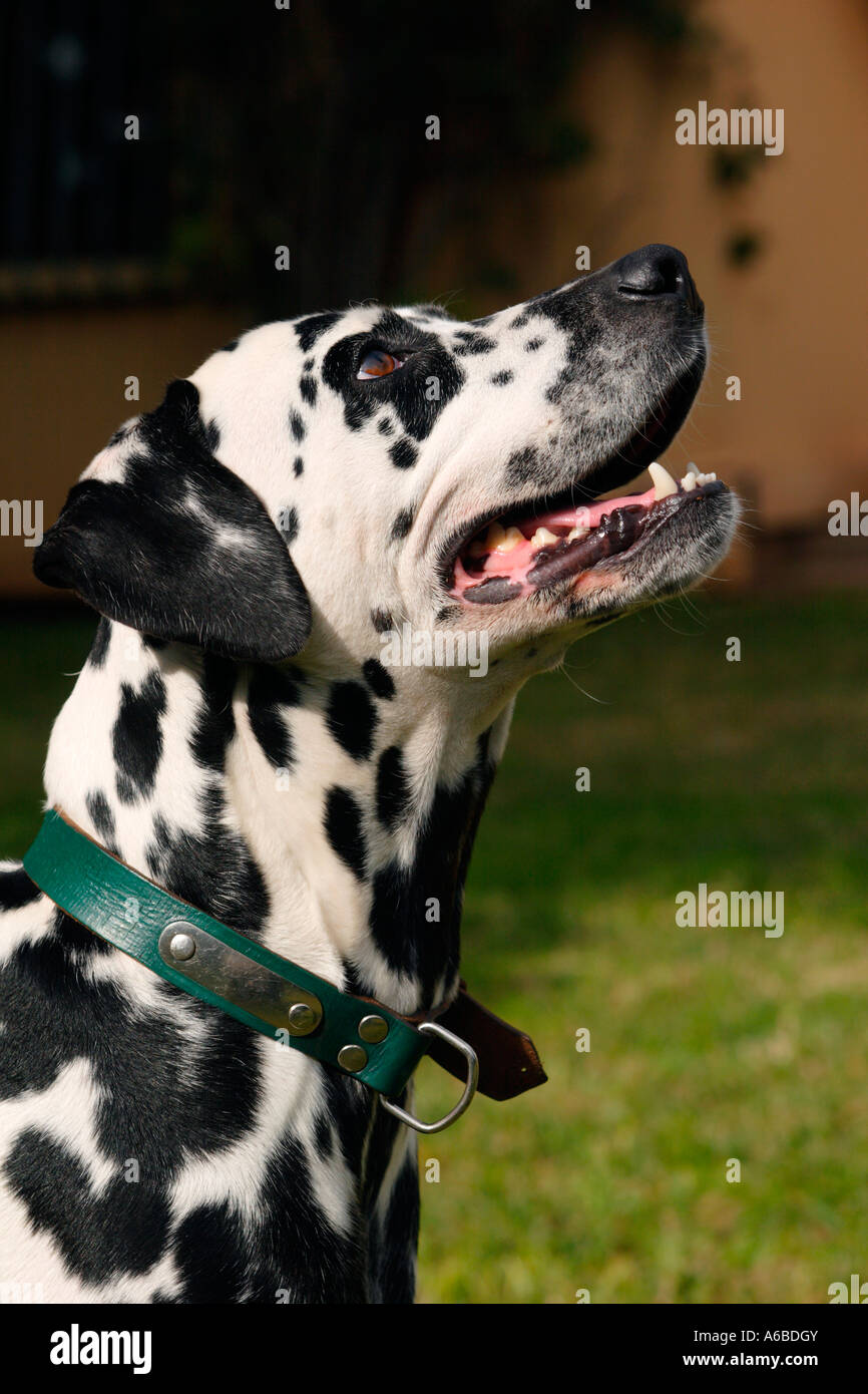 Dalmatian dog eye hi-res stock photography and images - Alamy