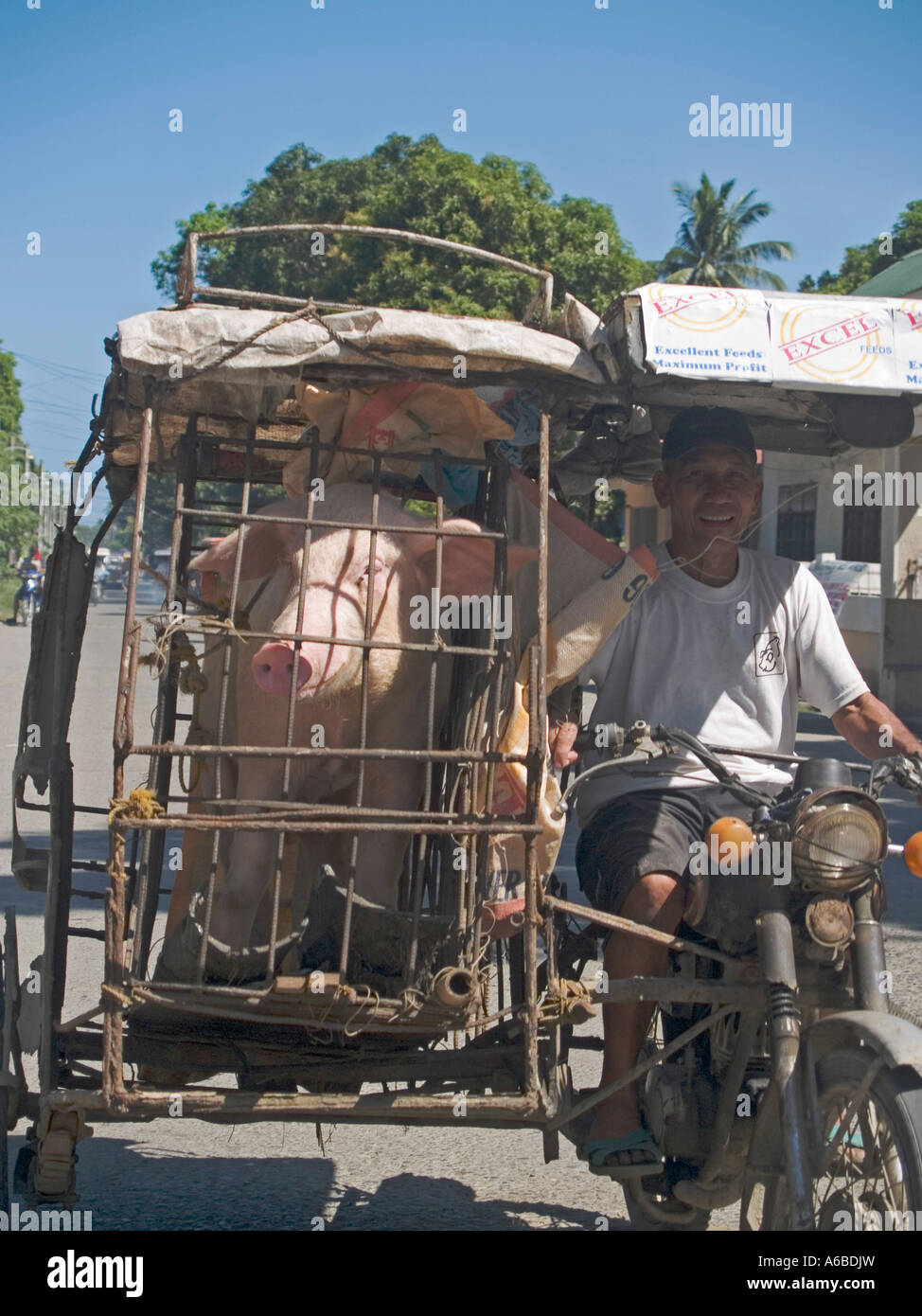 Pig bound for market Kalibo Philippines Stock Photo - Alamy