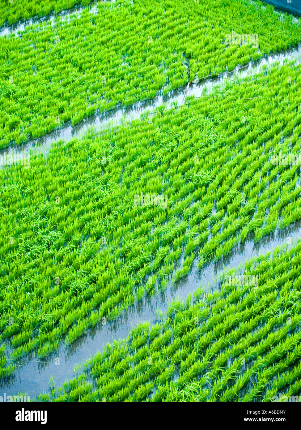 rice lines rows of young rice plants Banaue Philippines Stock Photo - Alamy