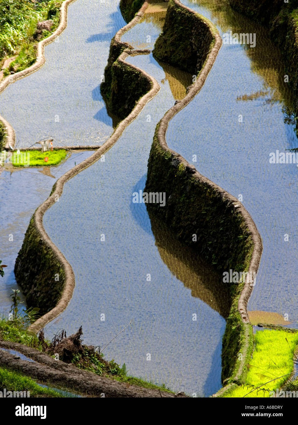 immaculate rice terracing Banaue UNESCO World Heritage Site Philippines ...
