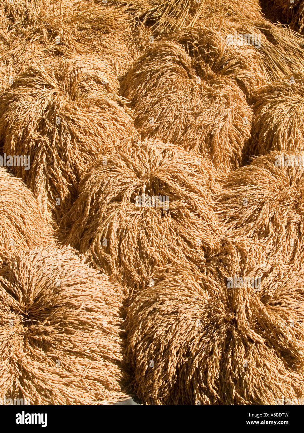 harvested rice Banaue Philippines Stock Photo - Alamy