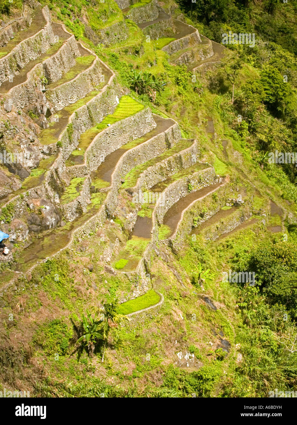 intricate stone wall terracing Batad UNESCO World Heritage Site Banaue ...