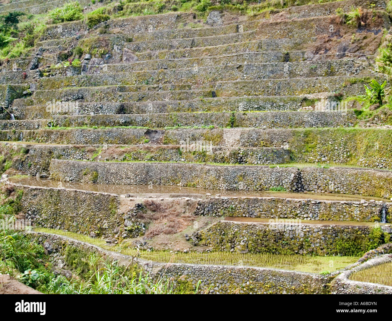 the famed stone walled rice terraces of the World Heritage Site Batad ...