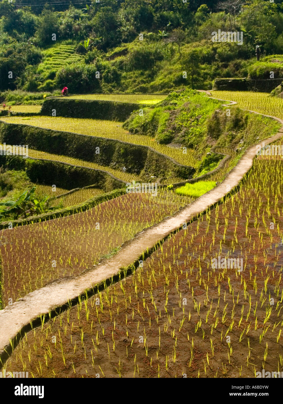 intricate rice terracing and rice shoots Batad UNESCO World Heritage ...