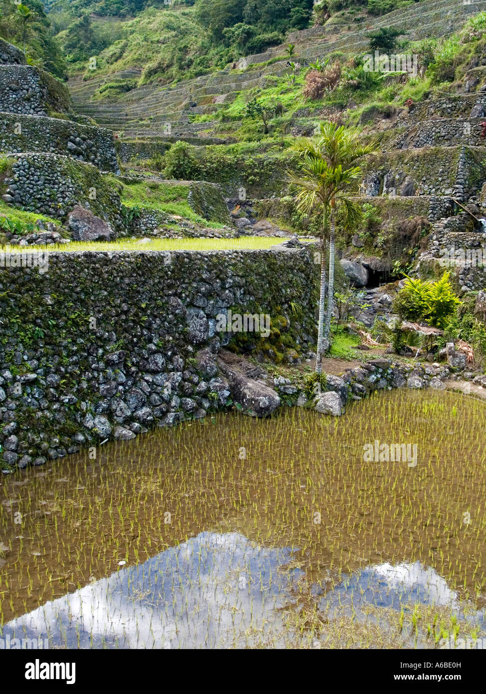 reflected stone wall rice terraces UNESCO World Heritage Site Batad ...