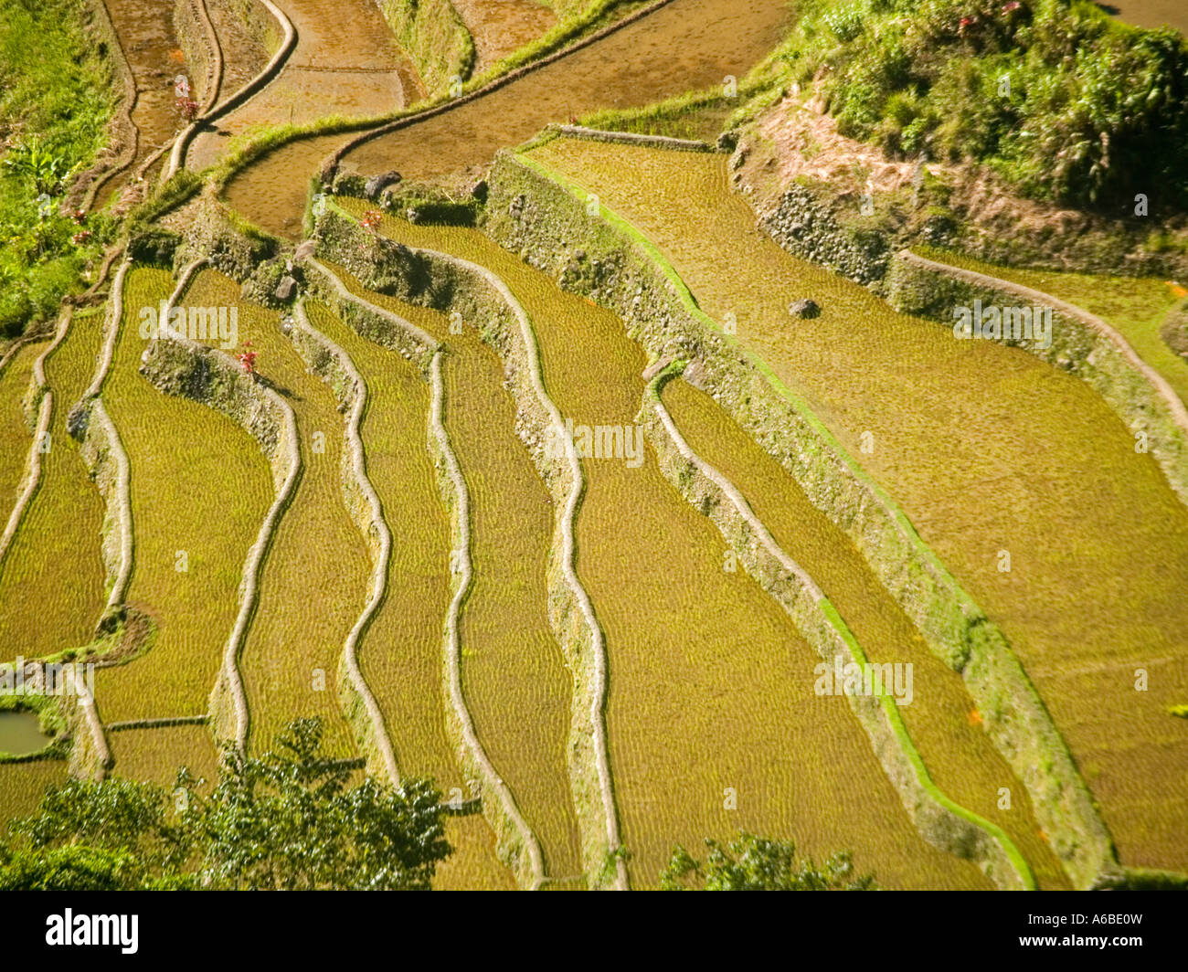 magical rice terraces UNESCO World Heritage Site stone walled rice ...