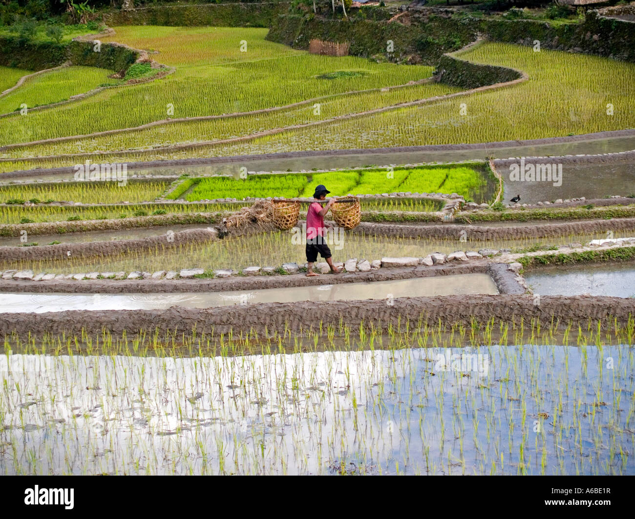 farming the rice terraces coming home in Batad Philippines a UNESCO ...