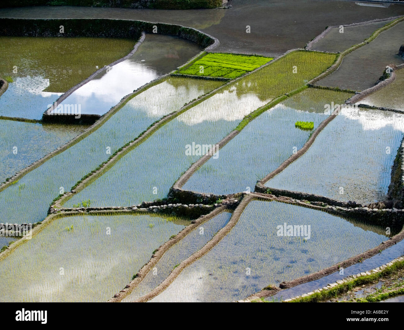 rice patterns terraced rice fields Batad Philippines a UNESCO World ...