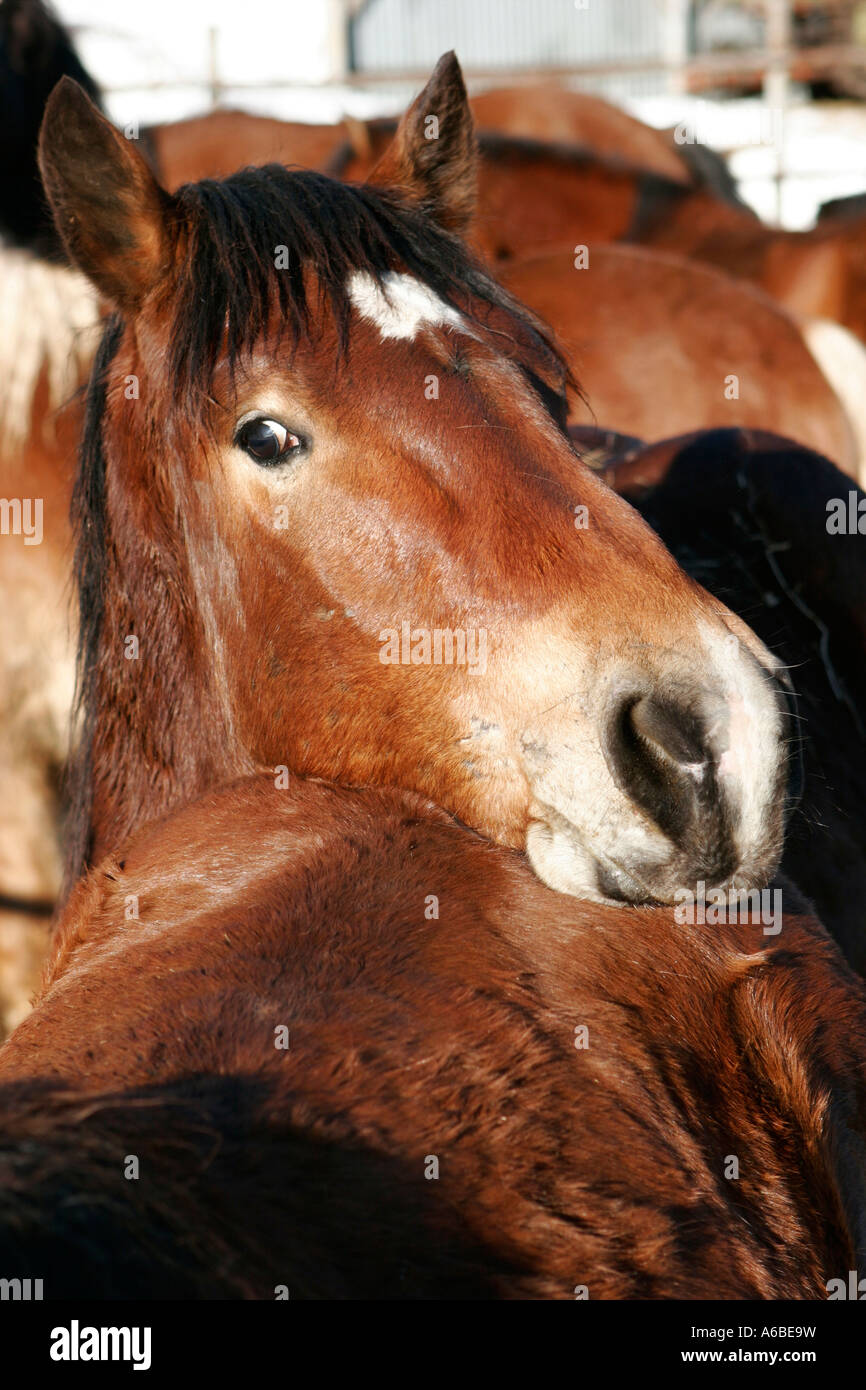 Horses in Muranska Planina Mountains Slovakia Stock Photo - Alamy