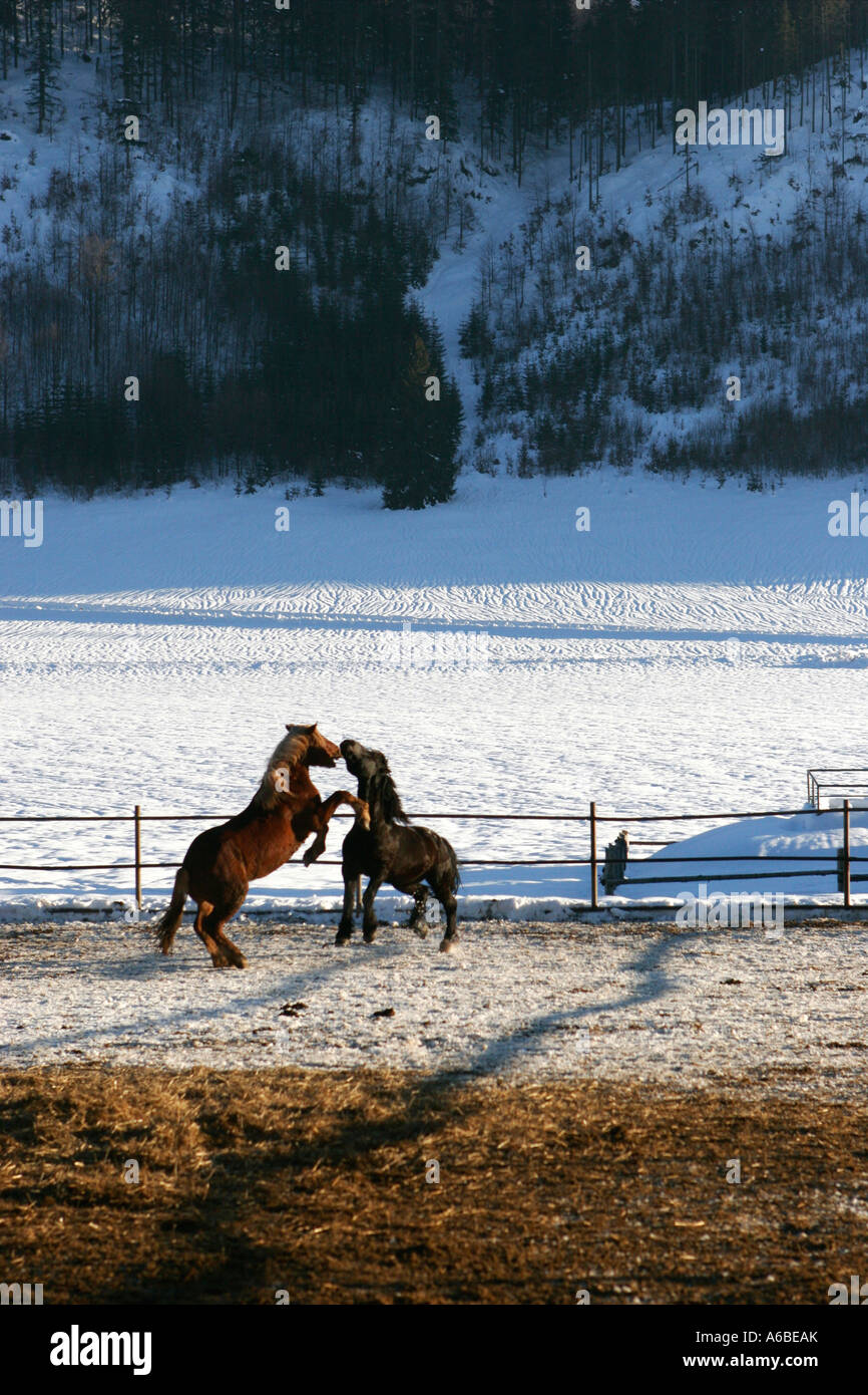 Horses in Muranska Planina Mountains Slovakia Stock Photo - Alamy