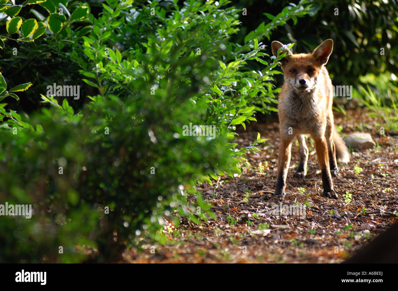 British urban fox in London park UK Stock Photo - Alamy