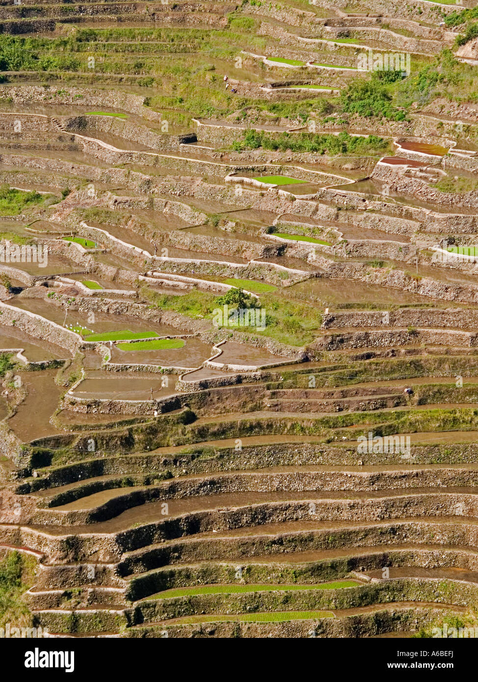 stone walled rice terraces at Malingcong northern Philippines Stock ...