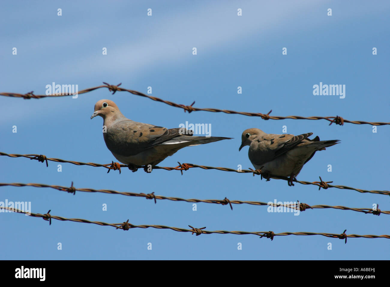 Birds on barbed wire, New York city Stock Photo - Alamy