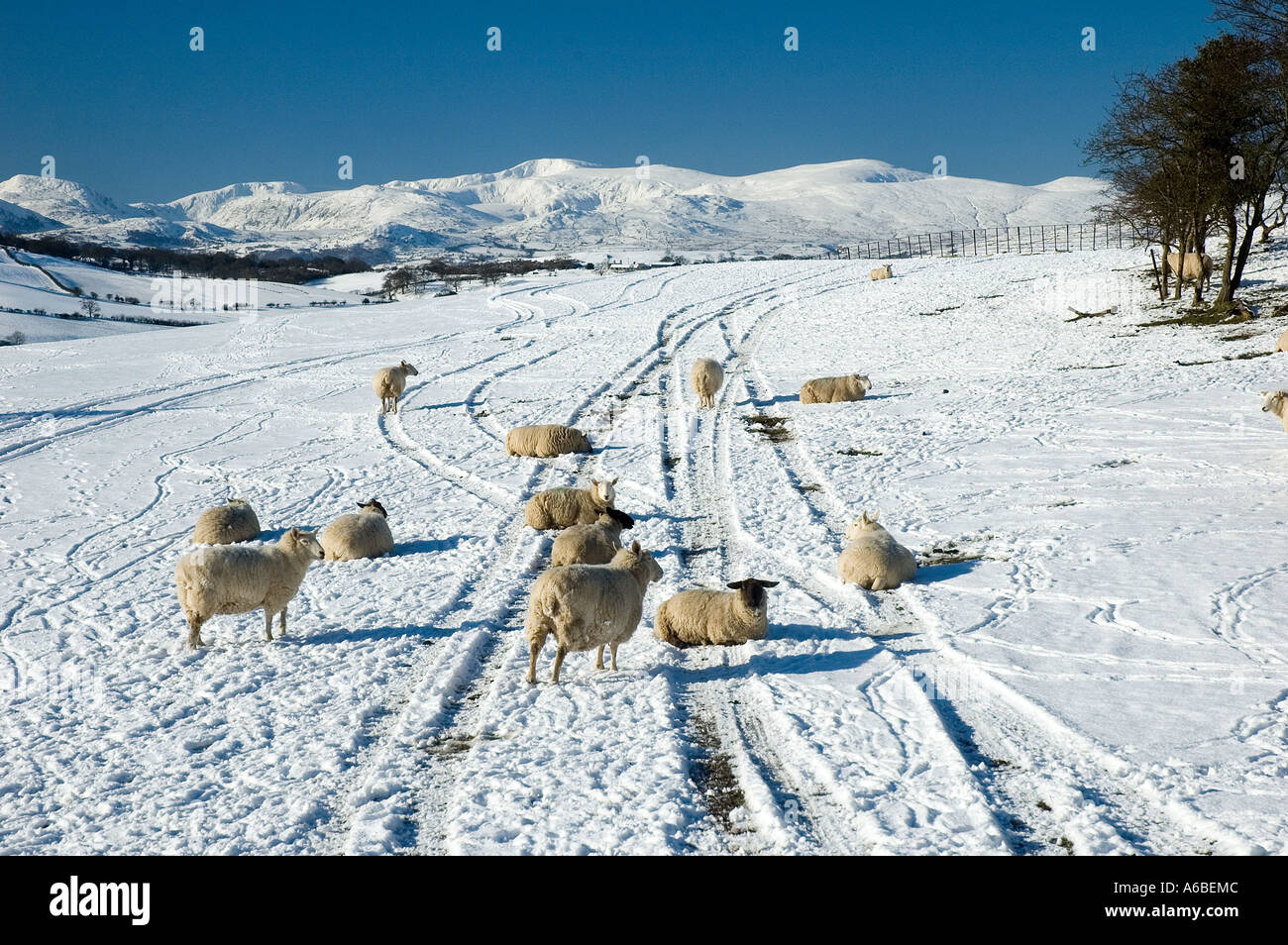 Snow scene (UK Weather Stock Photo - Alamy