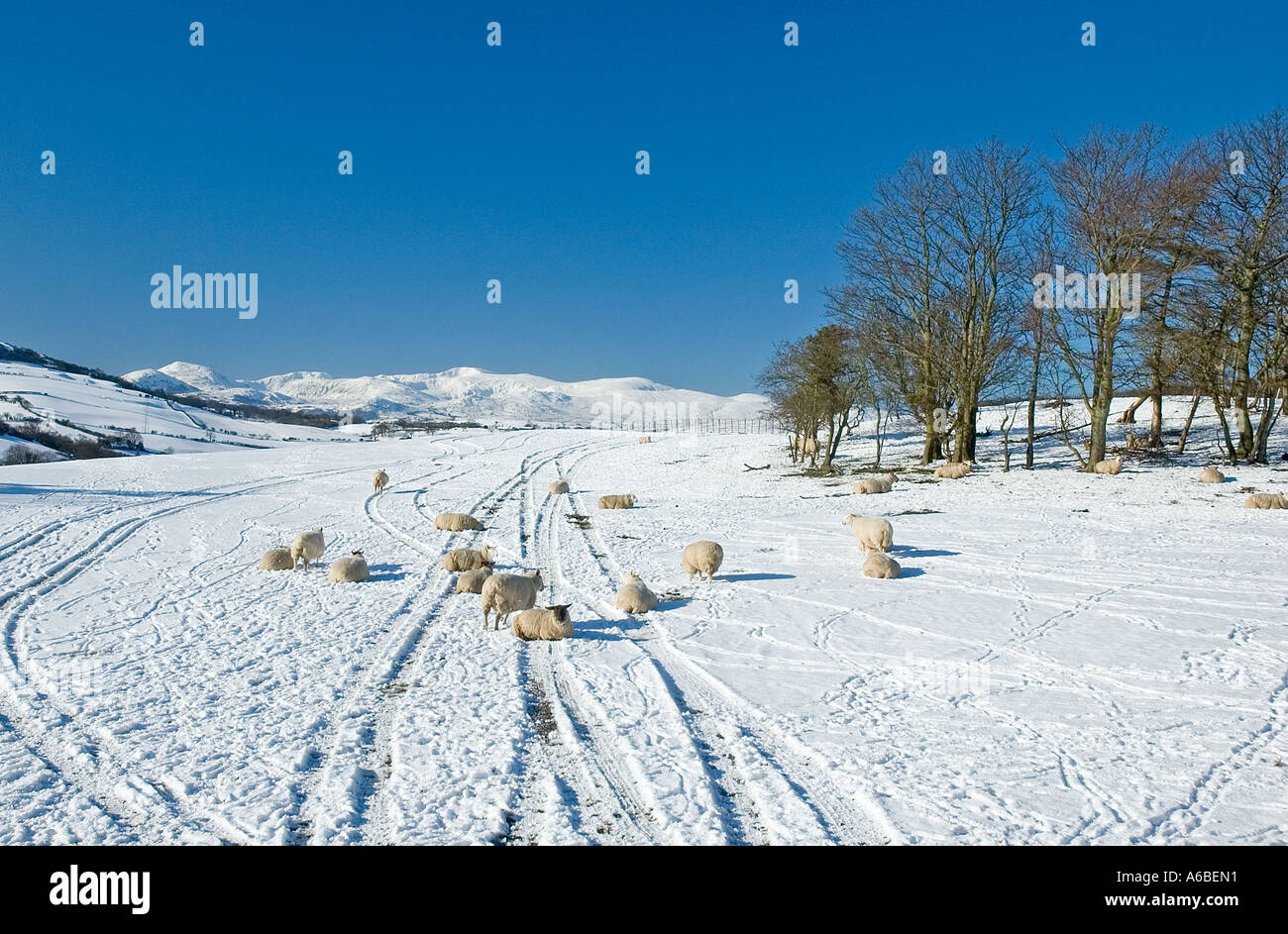 Snow scene (UK Weather Stock Photo - Alamy