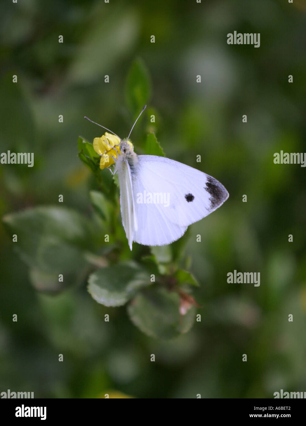 Butterfly Melbourne Stock Photos & Butterfly Melbourne Stock Images - Alamy