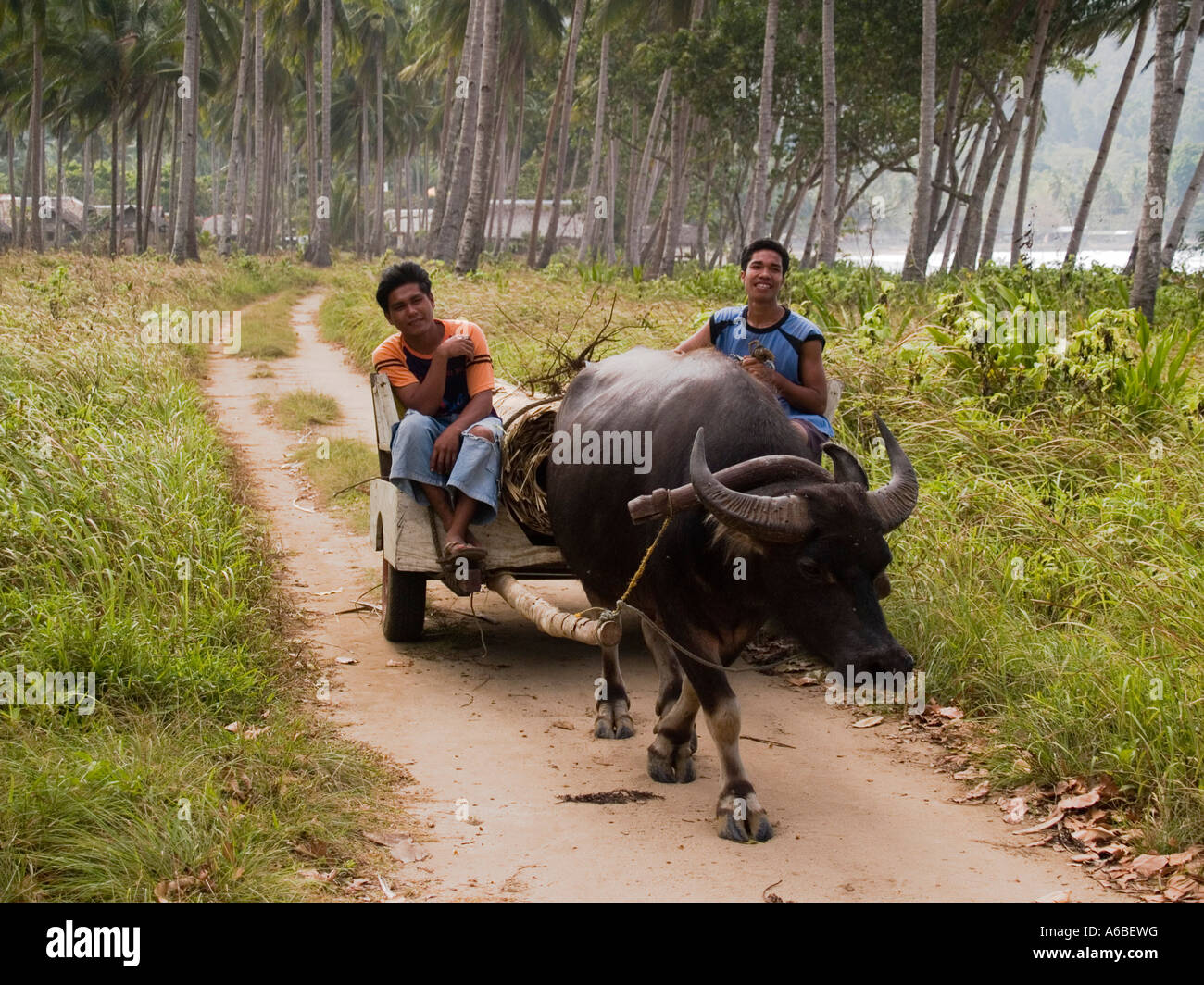 riding the buffalo home Stock Photo - Alamy